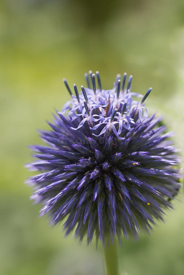 Closeup of a Purple Globe Thistle, Alpine Flower, Echinops ... Closeup of a Purple Globe Thistle, Alpine Flower, Echinops ...