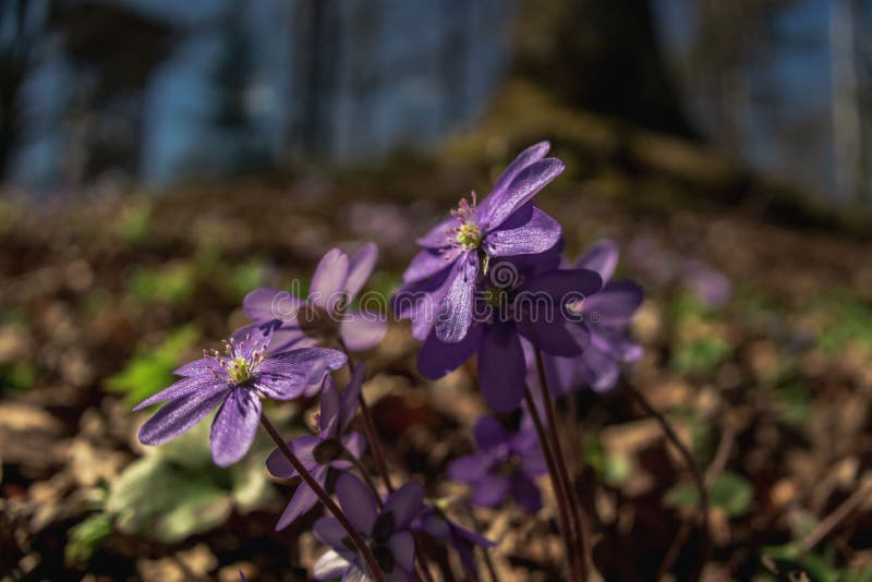 Closeup of Purple Hepatica Flowers in the Sun Stock Photo - Image of ...
