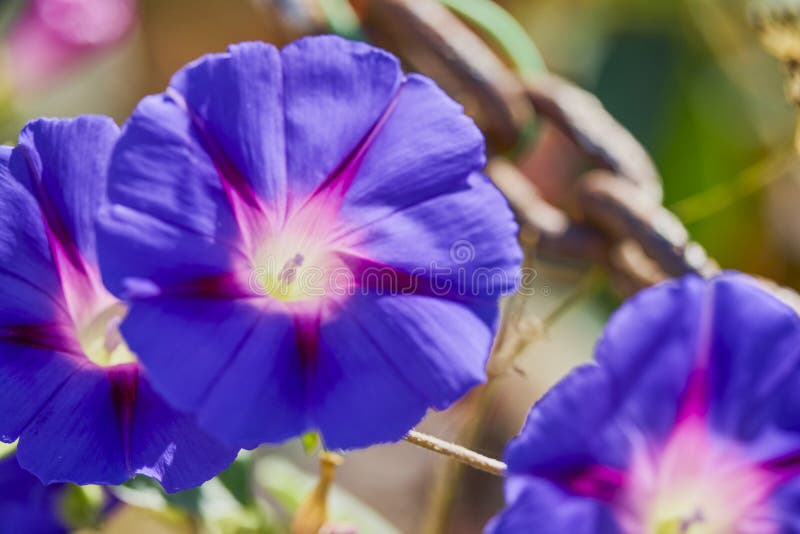 Closeup Purple Morning Glory Flower Stock Image - Image of detail, closeup: 405225863