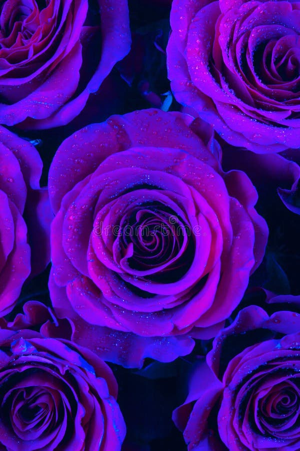 Closeup of Purple Roses stock photo. Image of symbol - 63298466