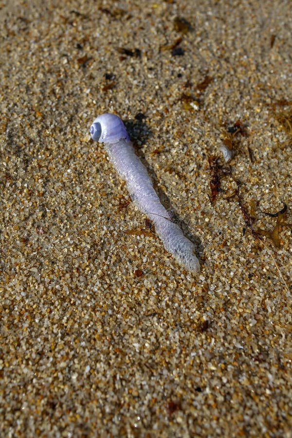 Closeup of Purple Sea Snails Janthina Janthina Stock Image - Image of ...