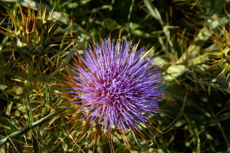 Purple Spear Shaped Flowers Along the Side of a Green Pond Stock Photo ...