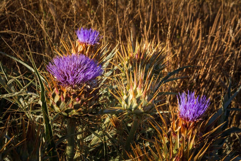 Purple Spear Shaped Flowers Along the Side of a Green Pond Stock Photo ...