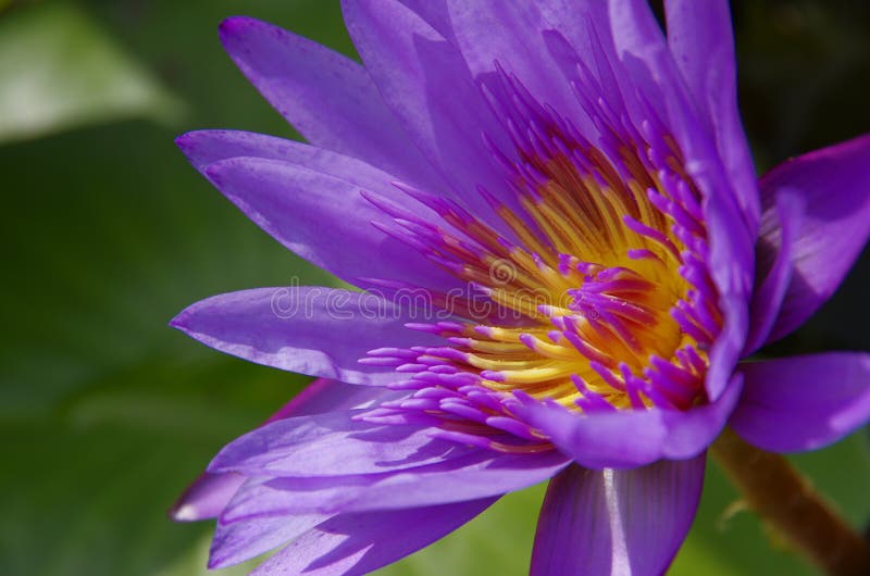 Tropical water lily stock image. Image of subtropical - 29925709