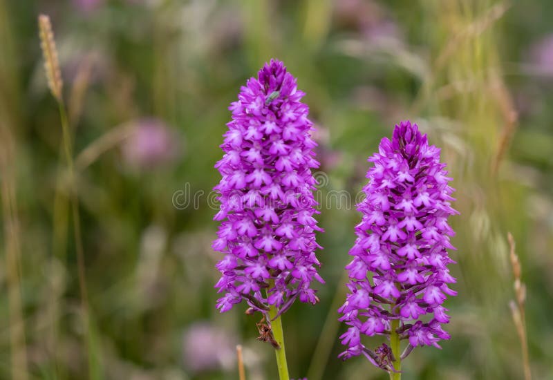 Closeup of the Pyramidal Orchid, Anacamptis Pyramidalis. Stock Photo ...