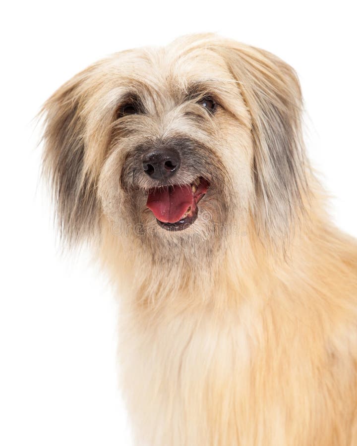 Happy Pyrenean Shepherd Dog Laying Stock Photo - Image of smile ...
