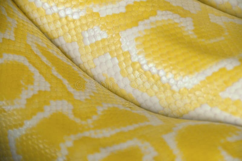 Python skin stock photo. Image of closeup, texture, gold - 84058970