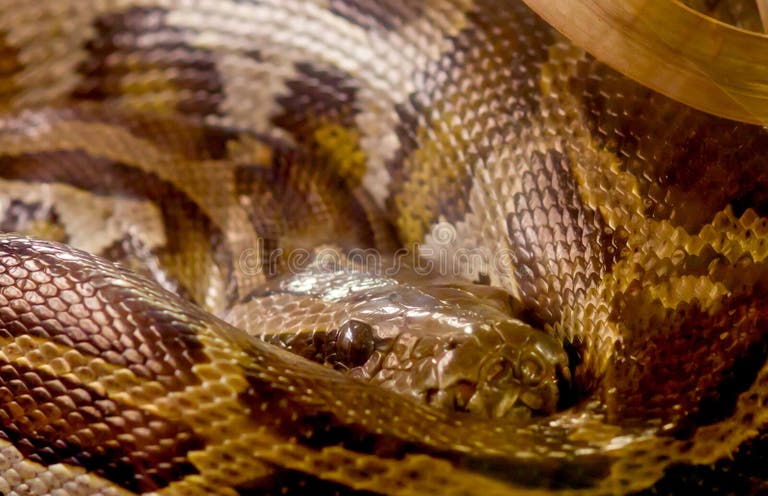 Closeup Python snake stock photo. Image of frightening - 34336558
