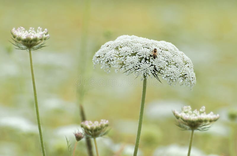 Closeup of Queen Anne`s Lace and Bee Stock Photo - Image of pretty ...
