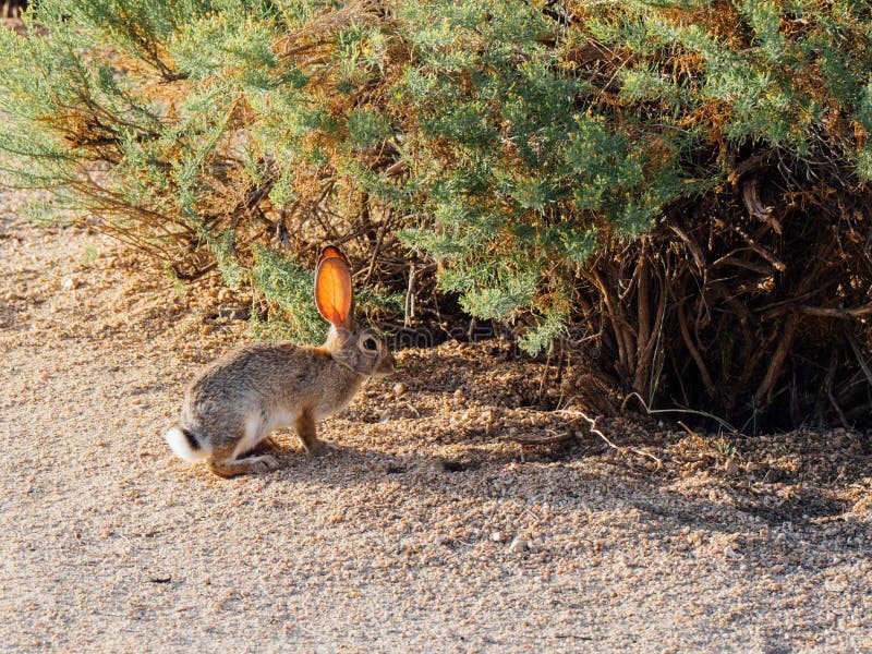 Closeup of a Rabbit in the Arizona Desert Stock Image - Image of hare ...