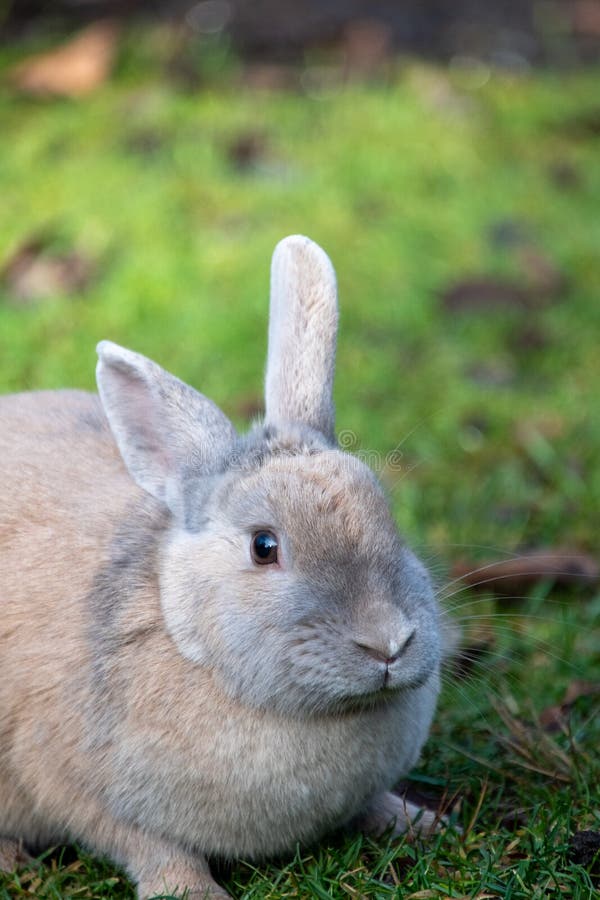 A Closeup of Rabbit on the Ground. Stock Photo - Image of furry, grass ...