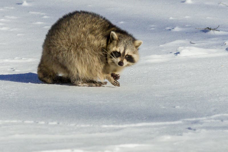 Closeup raccoon in winter stock image. Image of bandit - 106640453