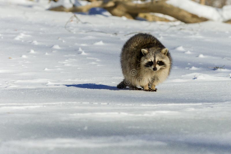 Raccoon Winter Stock Photos - Download 550 Royalty Free Photos