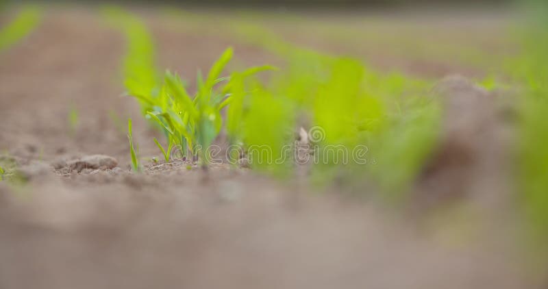 Crops Growing in Cultivated Soil at Farm Stock Image - Image of ...
