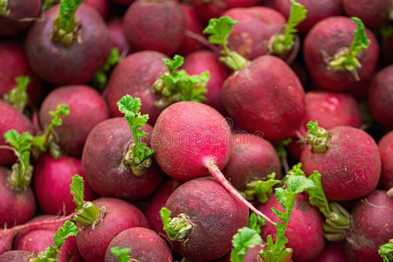 Closeup radish background stock image. Image of vivid - 371851317