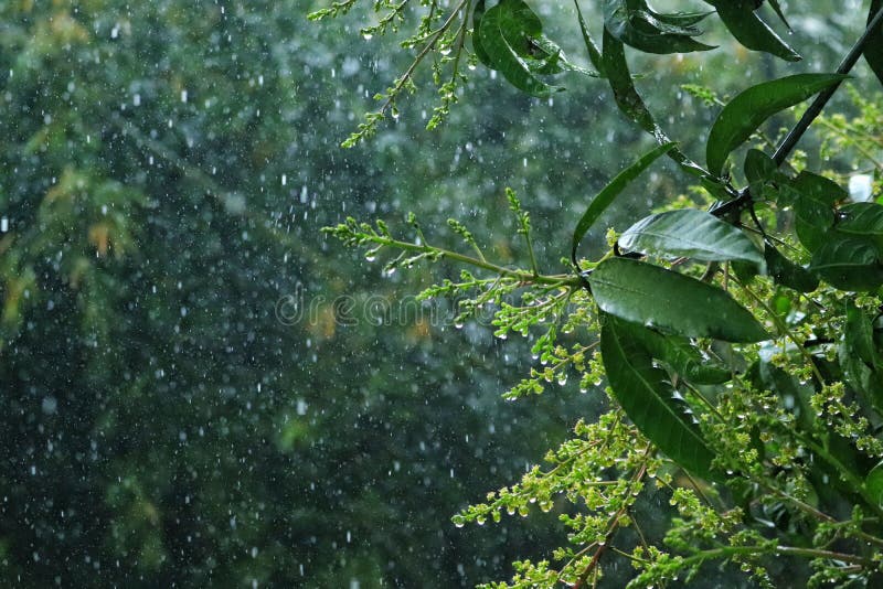 Closeup of Rain Drops Falling on Tree Branches with Green Leaves Stock ...