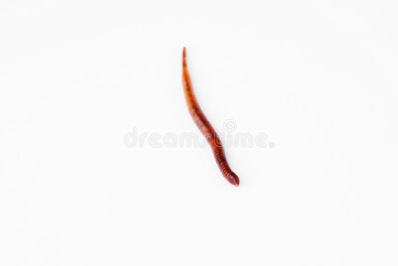 Closeup of rain worm stock photo. Image of rainworm - 197047092