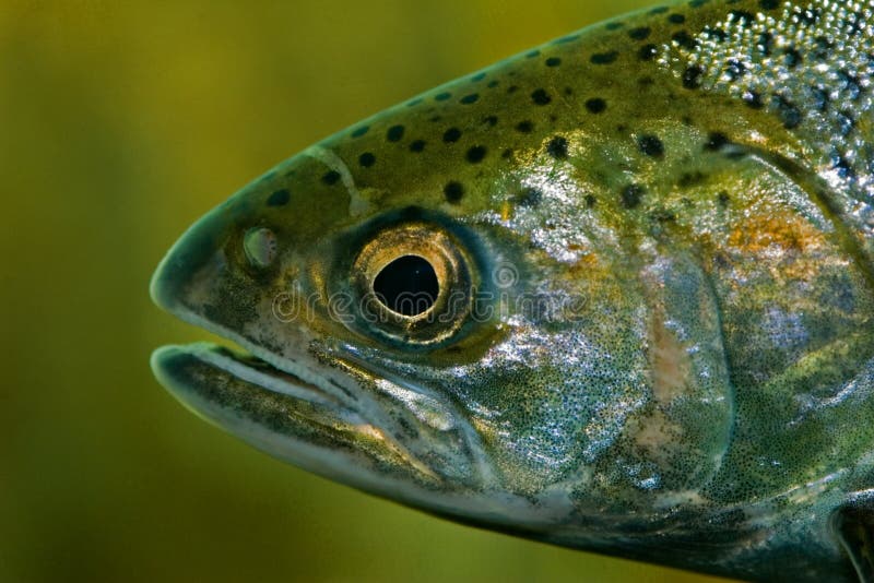 Closeup of a rainbow trout stock photo. Image of rivers - 41850906