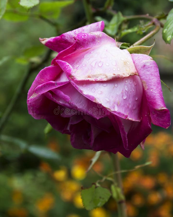 Raindrops on a rose stock photo. Image of present, gardening - 74230842