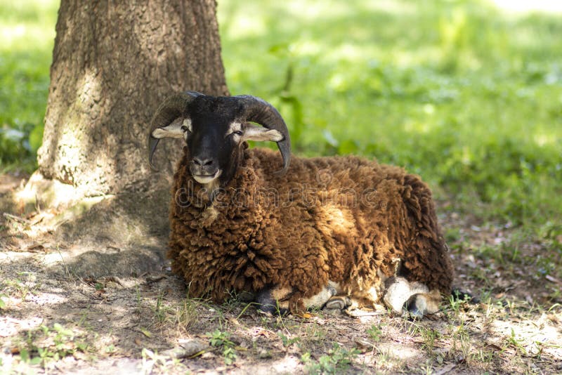 Down Laying Ram Stock Photos - Free & Royalty-Free Stock Photos from ...