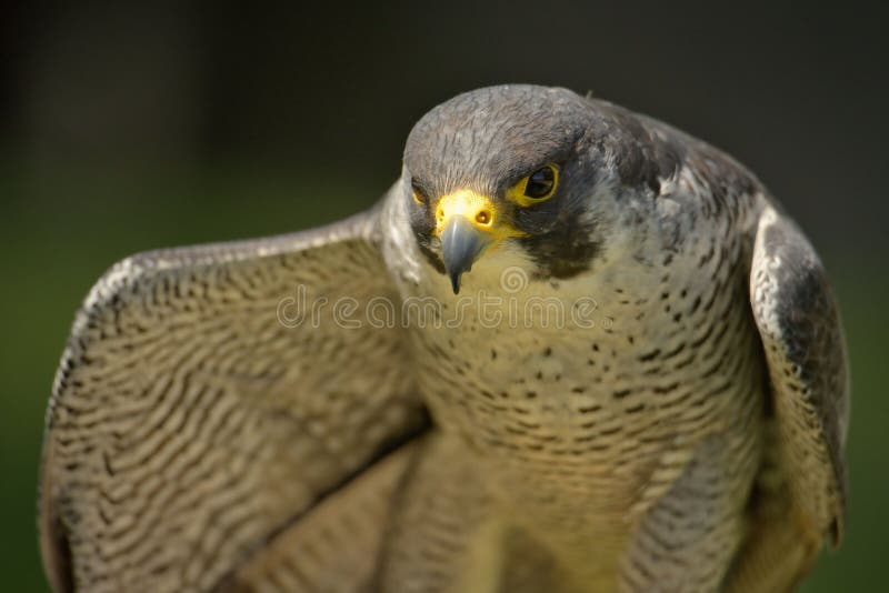 Closeup of a Raptor Ready To Spread Its Wings To Fly Stock Photo ...
