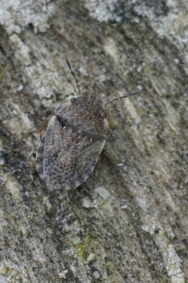 Closeup on the Rare Sectrevive and Small Sandrunner Shieldbug ...