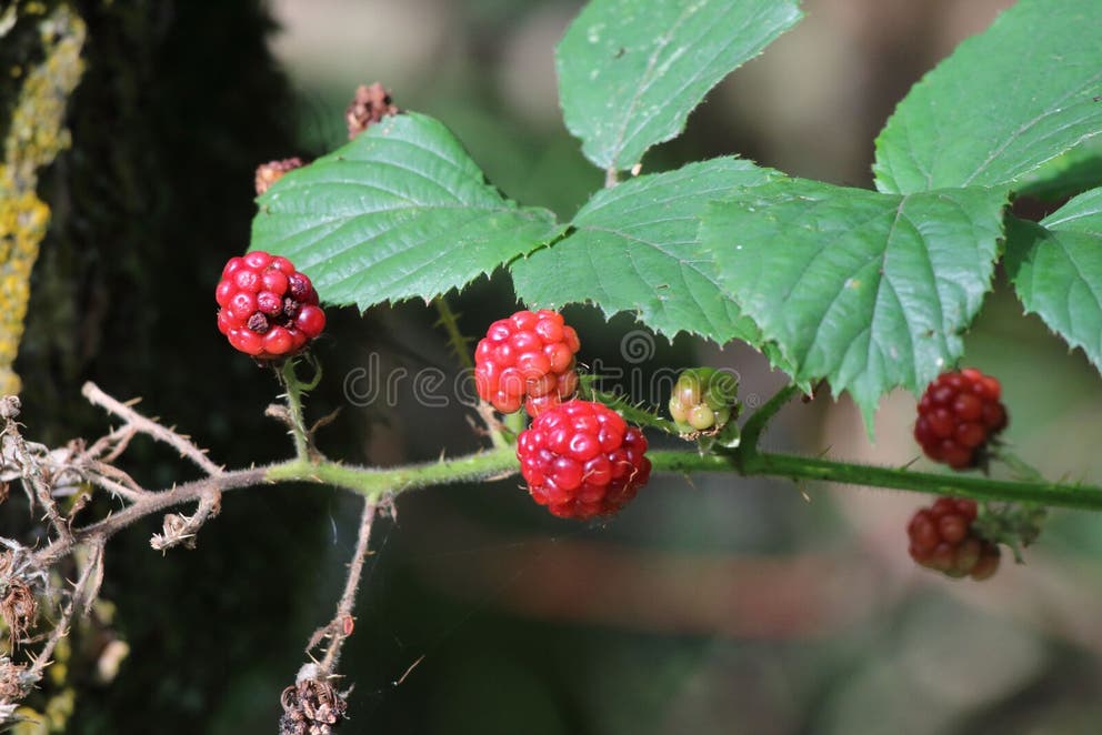 Closeup of Raspberries Growing on a Tree Stock Photo - Image of tree ...