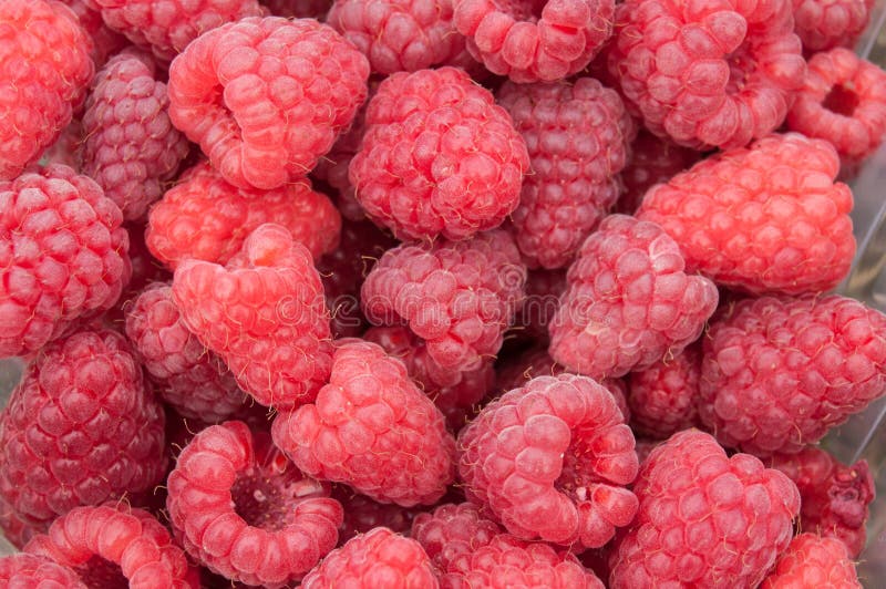 Closeup of Raspberries Texture Stock Photo - Image of culture, healthy ...