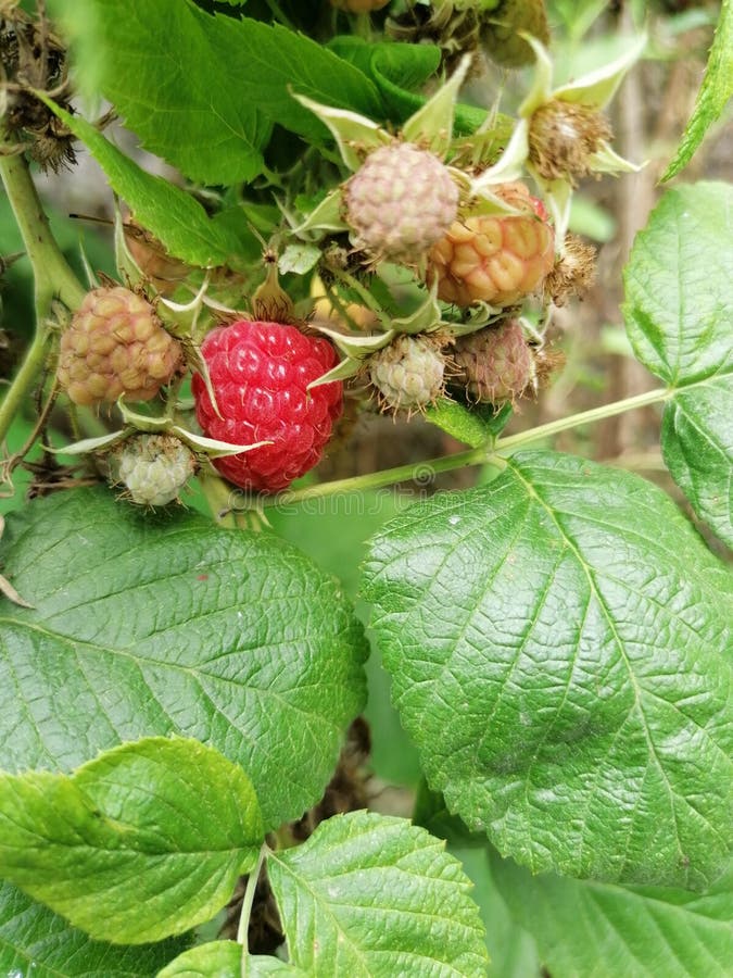 Closeup of a Raspberry Hanging from a Bush at a Garden Stock Photo ...