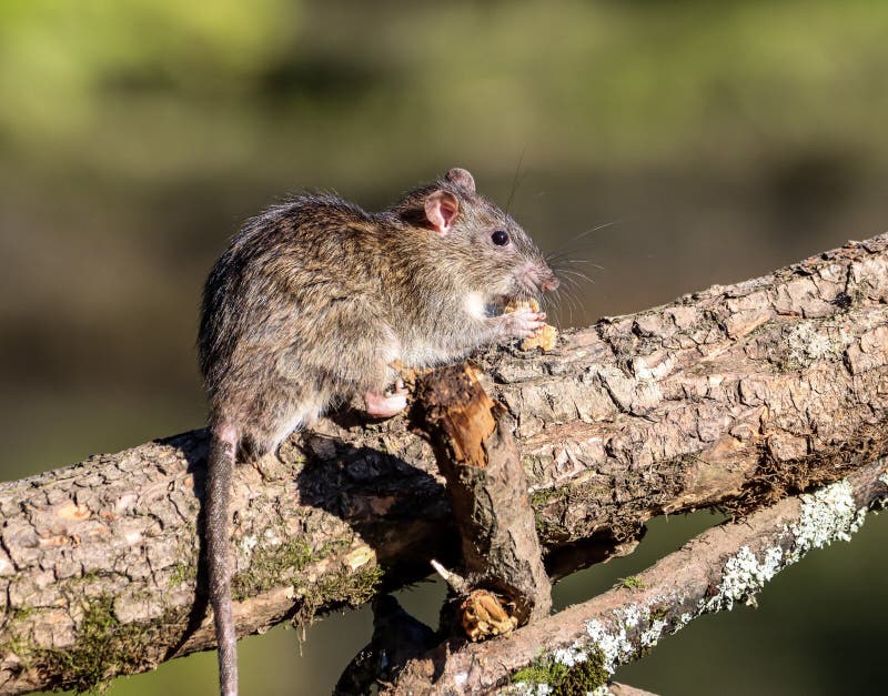 Closeup of a Rat Eating on a Tree Log Outdoors Stock Image - Image of ...