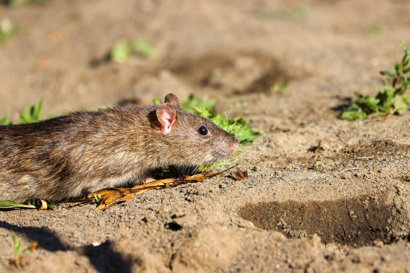 Closeup of a Rat Isolated on the Sand Stock Image - Image of little ...