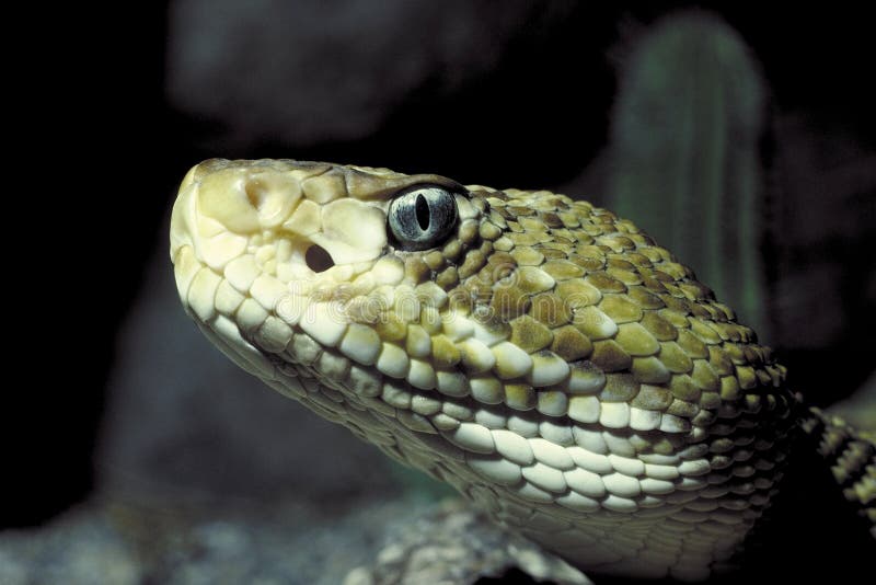 Closeup of a rattlesnake stock photo. Image of face - 299972078