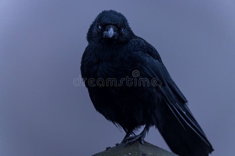 323 Raven Camera Stock Photos - Free & Royalty-Free Stock Photos from ...