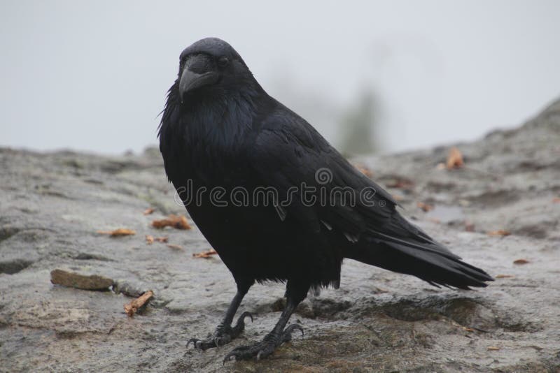 A closeup of a raven stock image. Image of feather, wing - 231245339