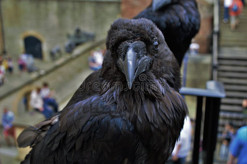 Closeup of Raven stock photo. Image of crow, tower, raven - 74270340