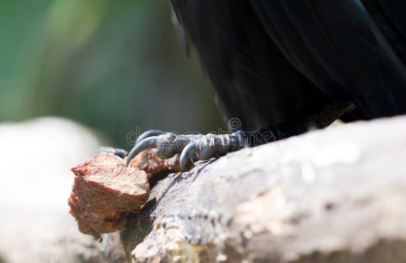 Closeup of a raven`s claw stock photo. Image of profile - 128904088