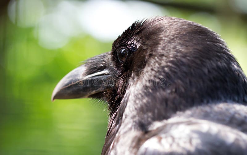Closeup of a raven`s claw stock photo. Image of profile - 128904088