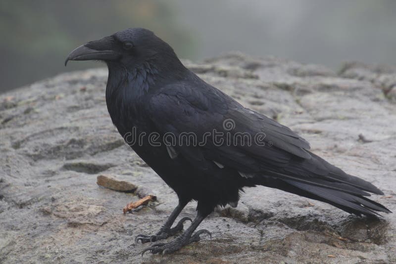 A Closeup of a Raven Standing on a Brown Colored Rock Stock Photo ...
