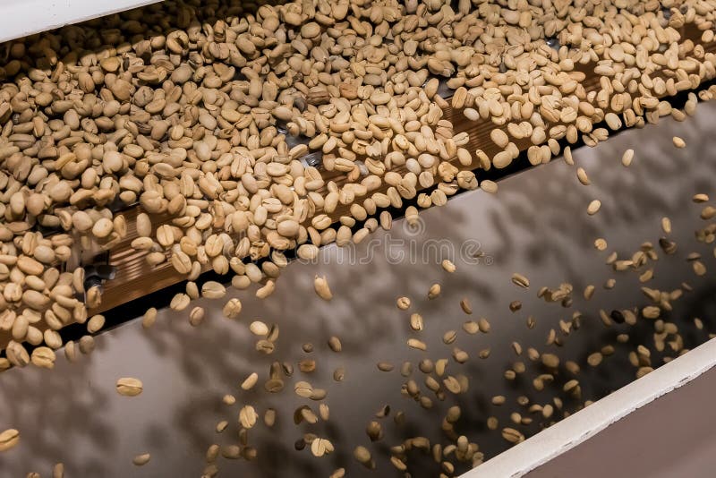 Closeup of Raw Coffee Beans Sorting and Processing in a Factory Stock ...