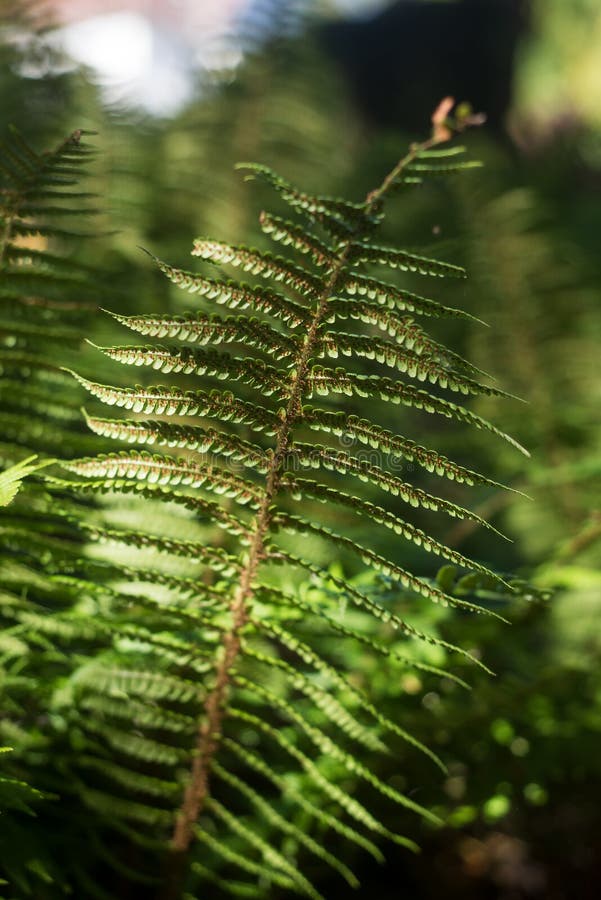 Ray of Light on Fern Leaf in the Forest Stock Photo - Image of ...
