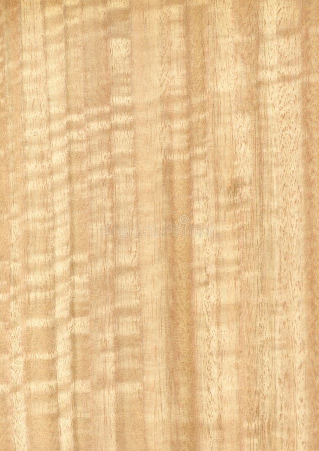 Closeup Real Natural Wood Grain of Veneer Background and Texture ...