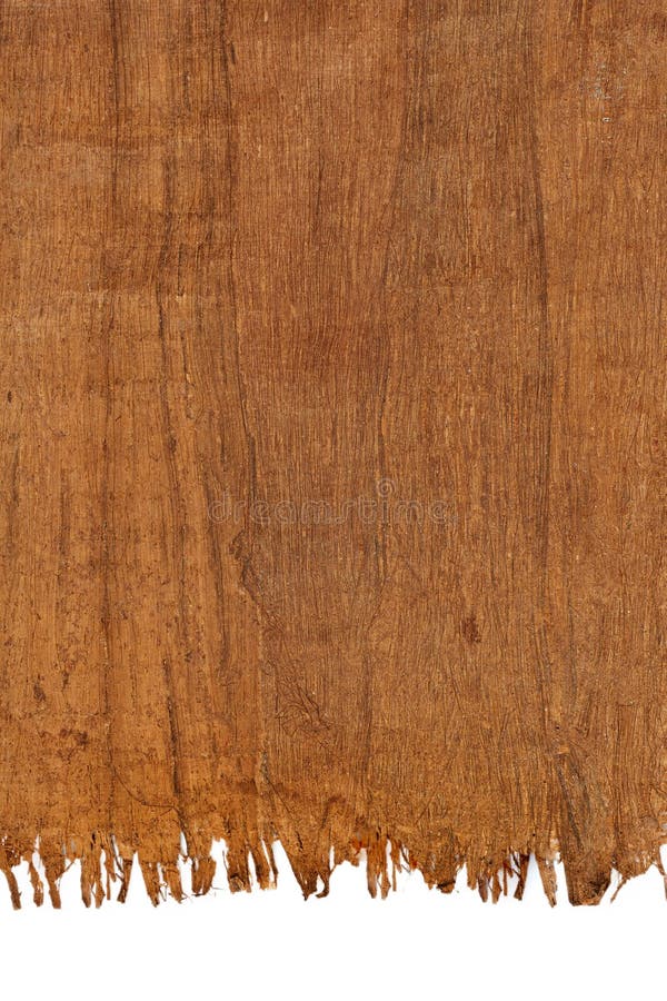 A Closeup of a Real Papyrus Leaf with Ragged Edges Stock Photo - Image ...