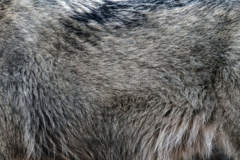 Wolf Fur Texture To Background Stock Image - Image of texture, pelt ...