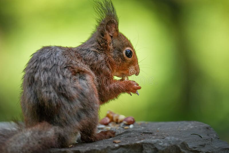 Closeup Rear View of a Squirrel Standing on a Stone with Blurred ...