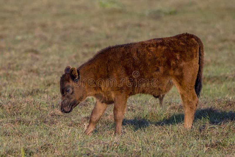 Red Angus Calf Closeup stock image. Image of countryside - 280810691