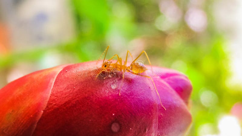 Closeup of a Red Ant on the Red Shampoo Ginger Flower or Zingiber ...