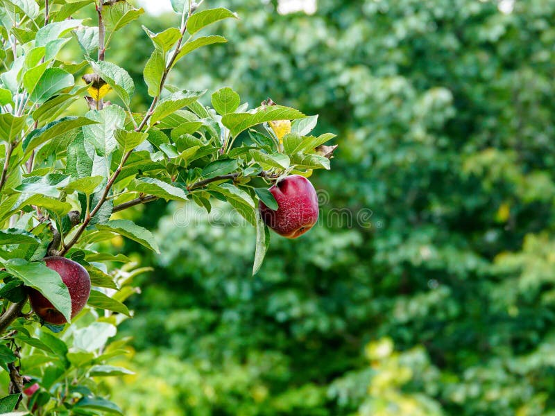 Close-up Shot of a Red Apple Ripening on an Apple Tree Stock Photo ...