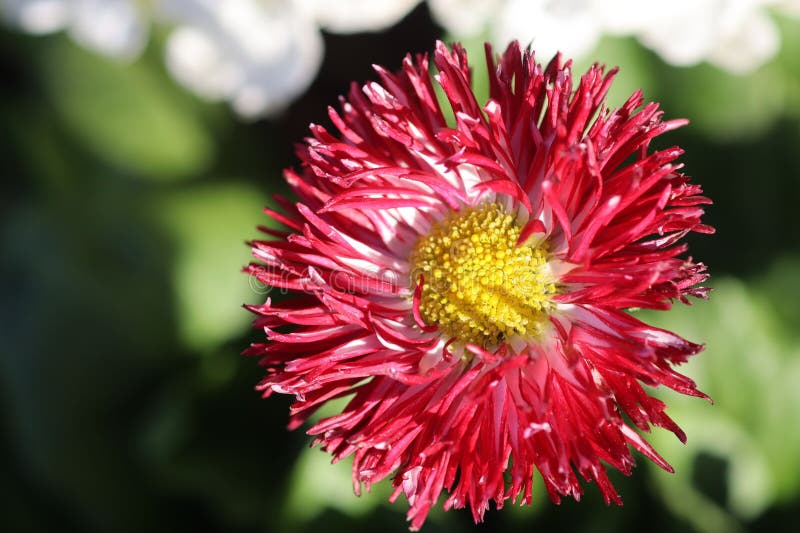 Closeup of a Red Aster Growing in a Field Under the Sunlight Stock ...