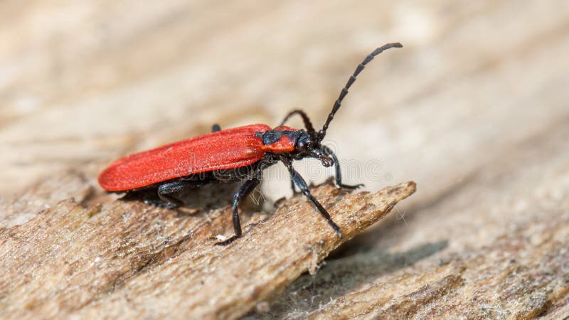 Closeup of a Red Beetle Sitting on a Dry Log Stock Photo - Image of ...