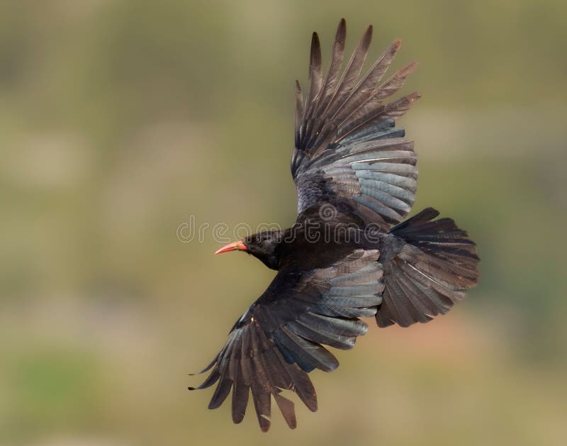 Closeup of a Red-billed Chough in Flight Outstretched Its Wings Stock ...